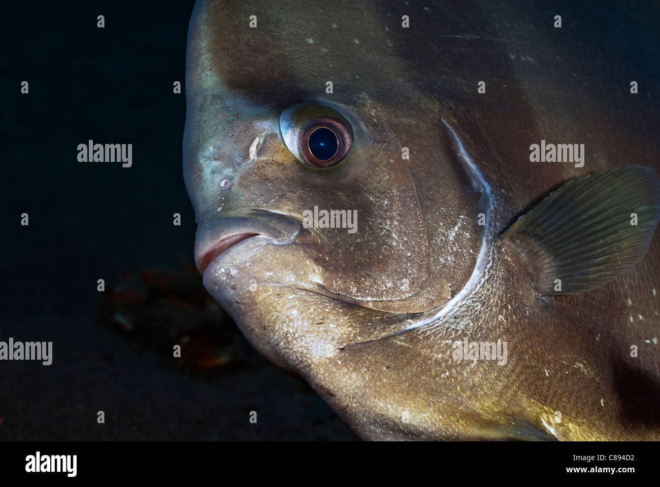 Longfin spadefish portrait under water Stock Photo - Alamy