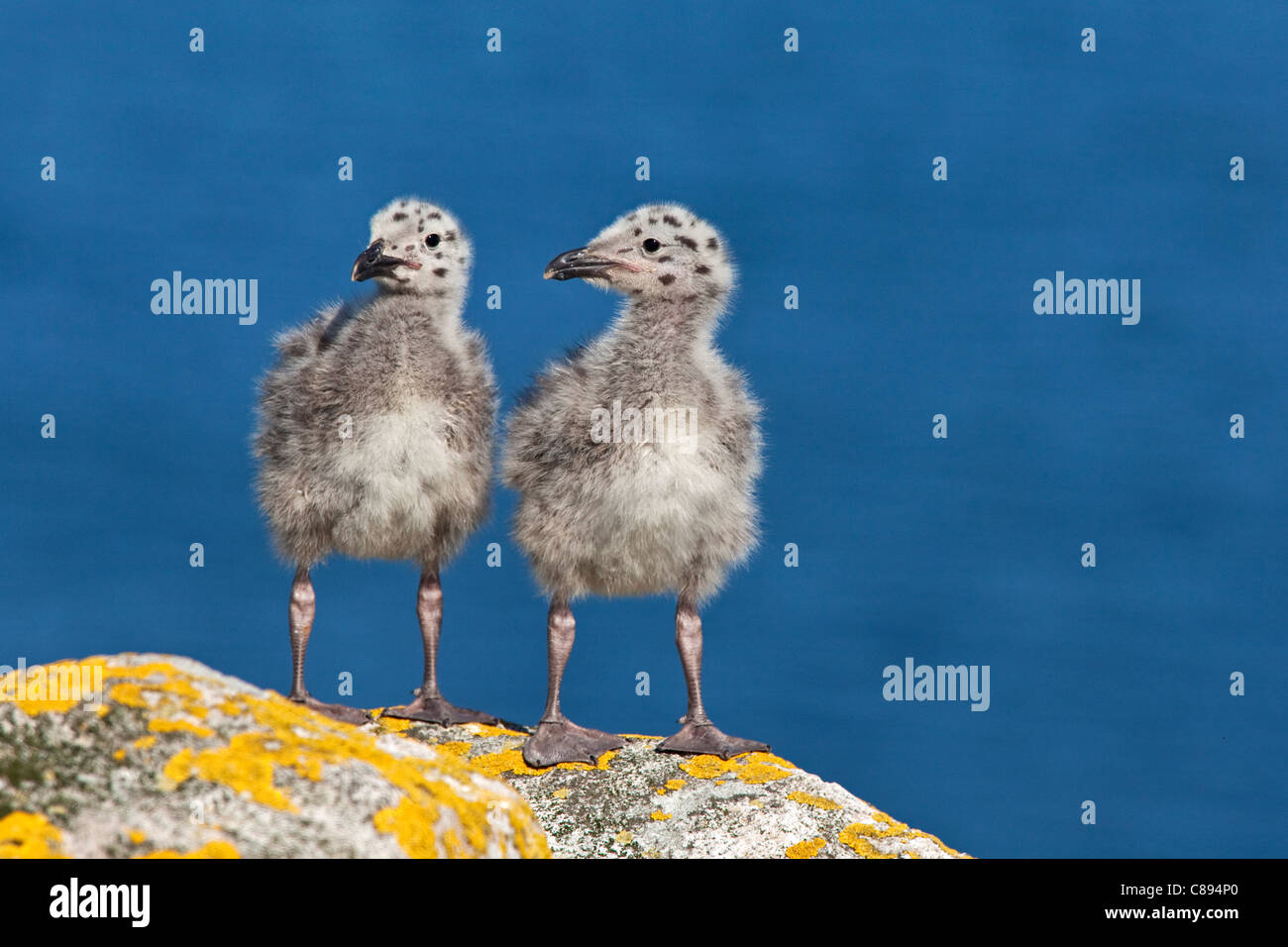 Two Great Black-backed Gull chicks Stock Photo - Alamy