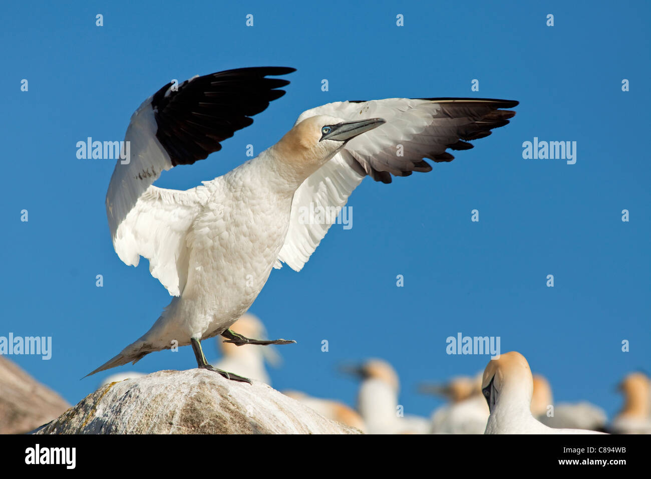 Gannet flapping its wings Stock Photo - Alamy