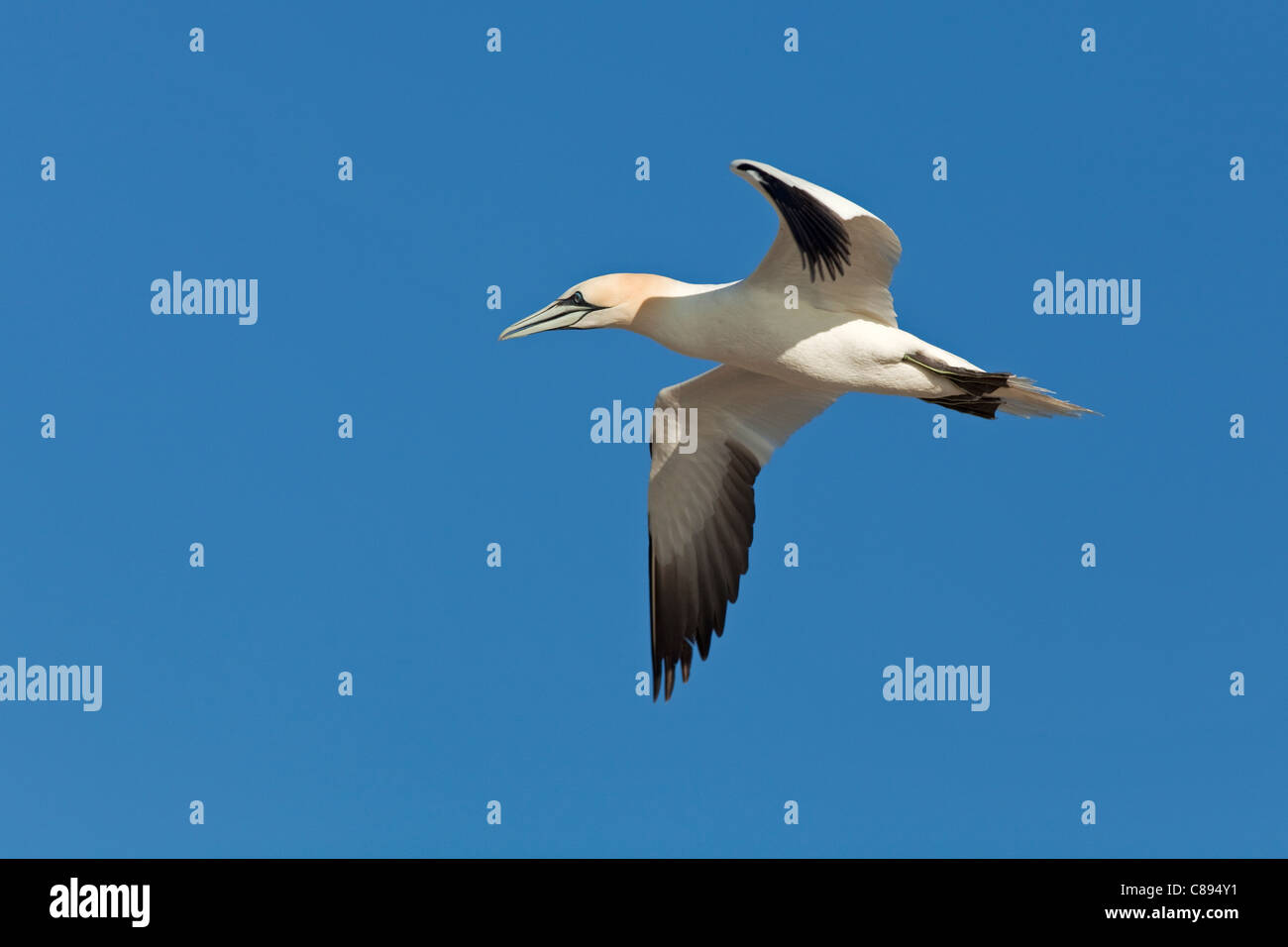 Flying gannet hi-res stock photography and images - Alamy