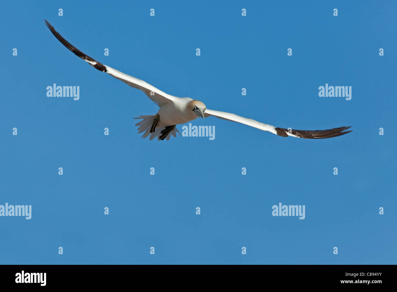 Flying gannet hi-res stock photography and images - Alamy