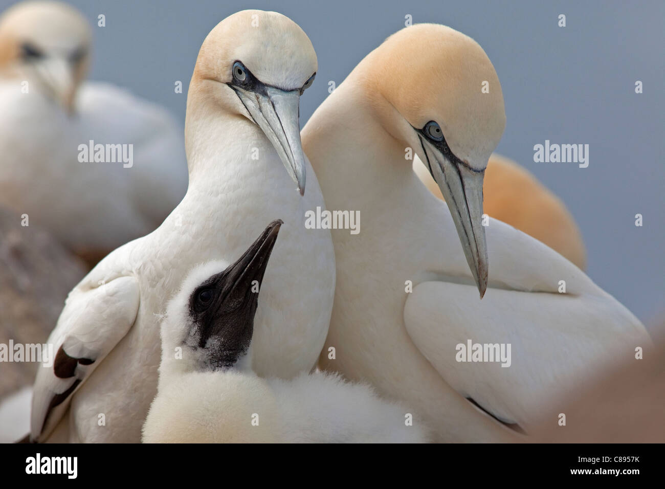 Gannets hi-res stock photography and images - Alamy