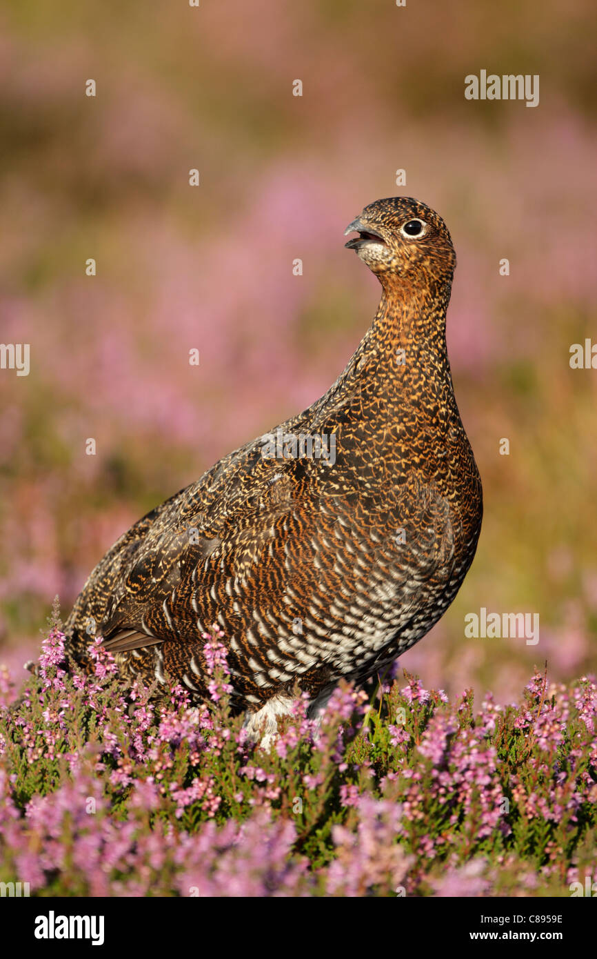 Red grouse (Lagopus lagopus scotica) female among flowering heather and ...