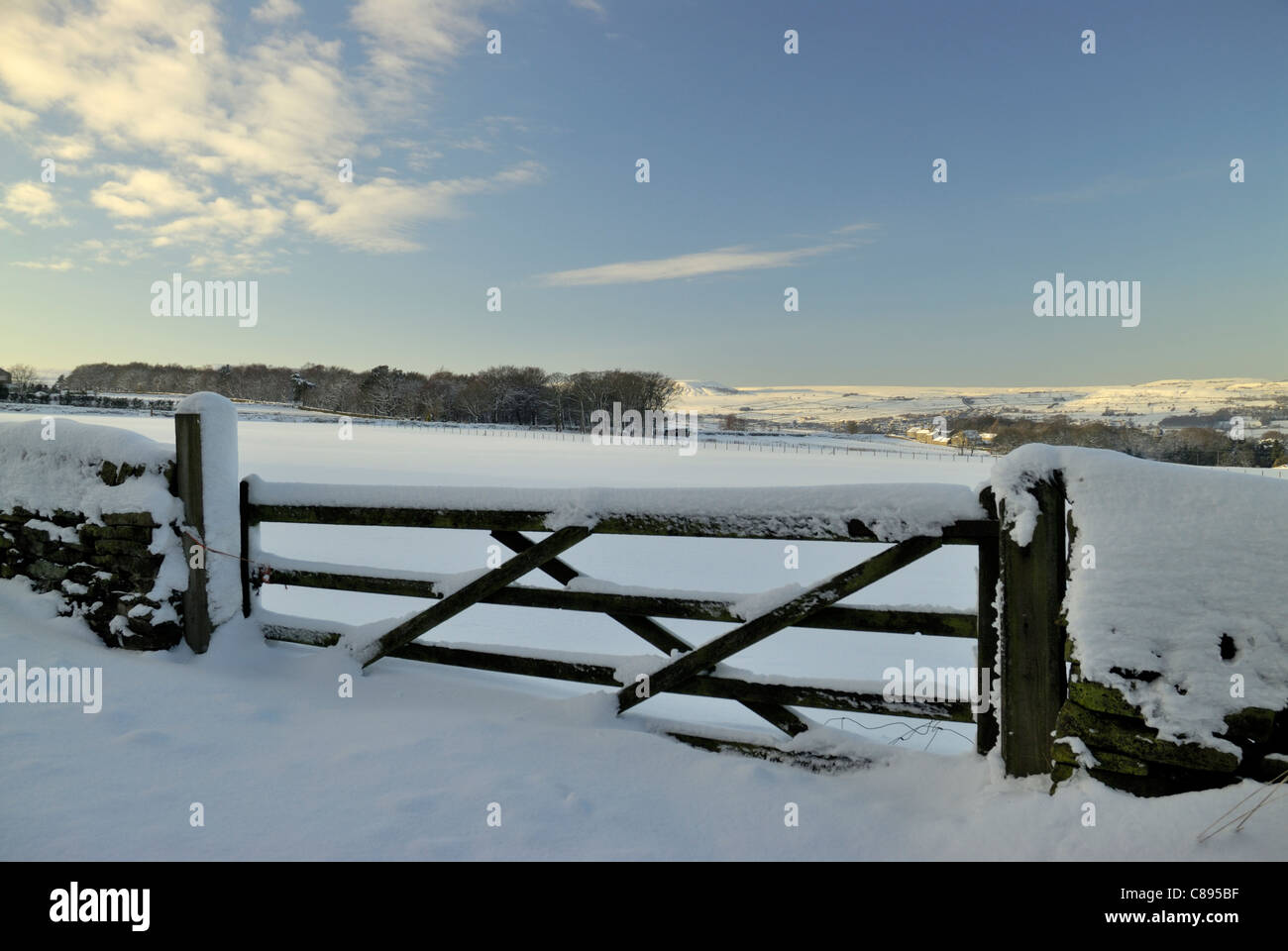Sheep in deep snow Stock Photo - Alamy
