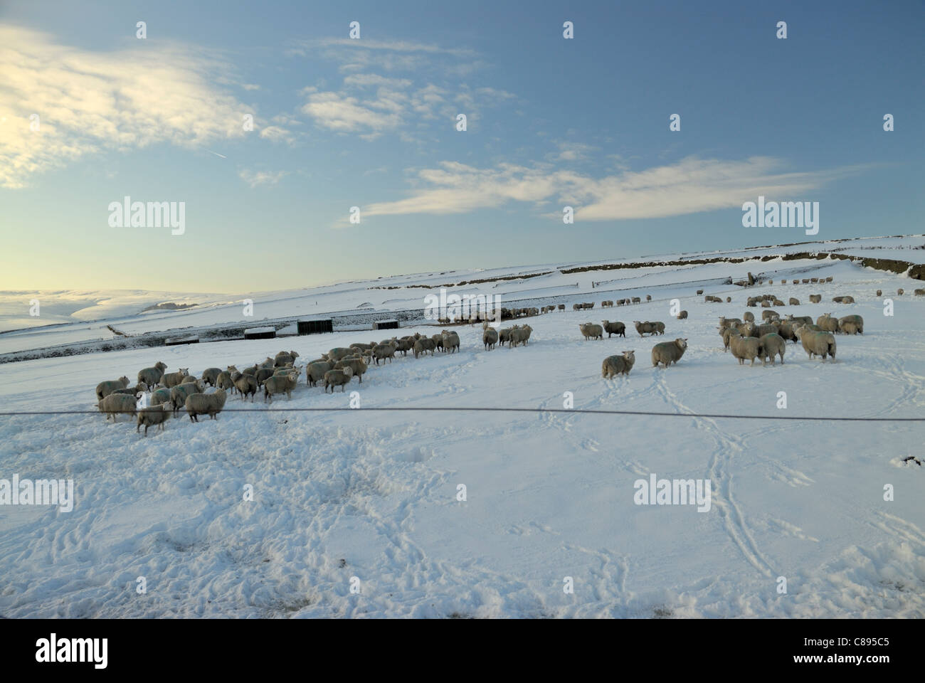 Sheep in deep snow Stock Photo - Alamy