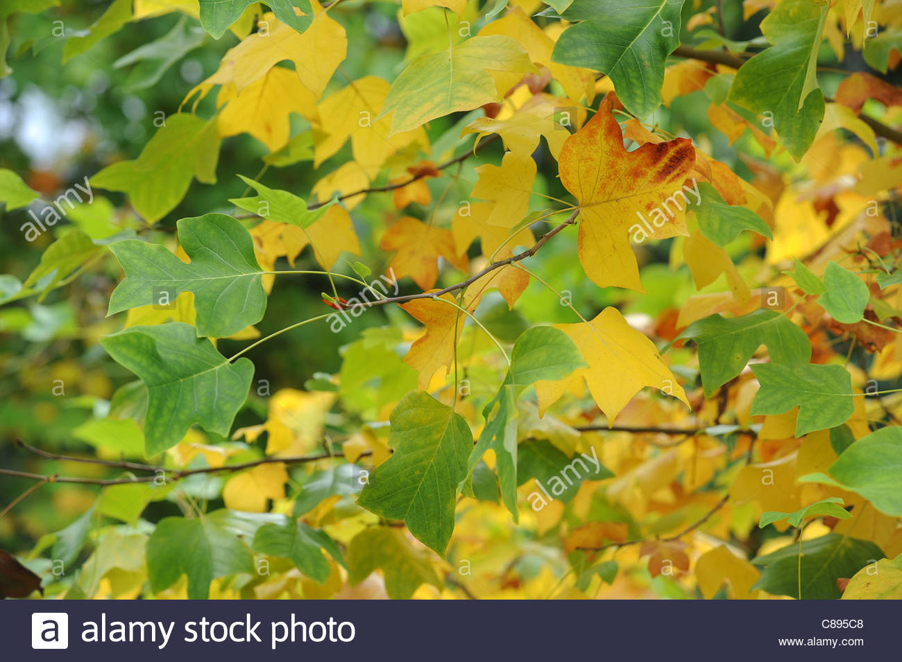 Liriodendron Tulipifera Stock Photos & Liriodendron Tulipifera Stock ...