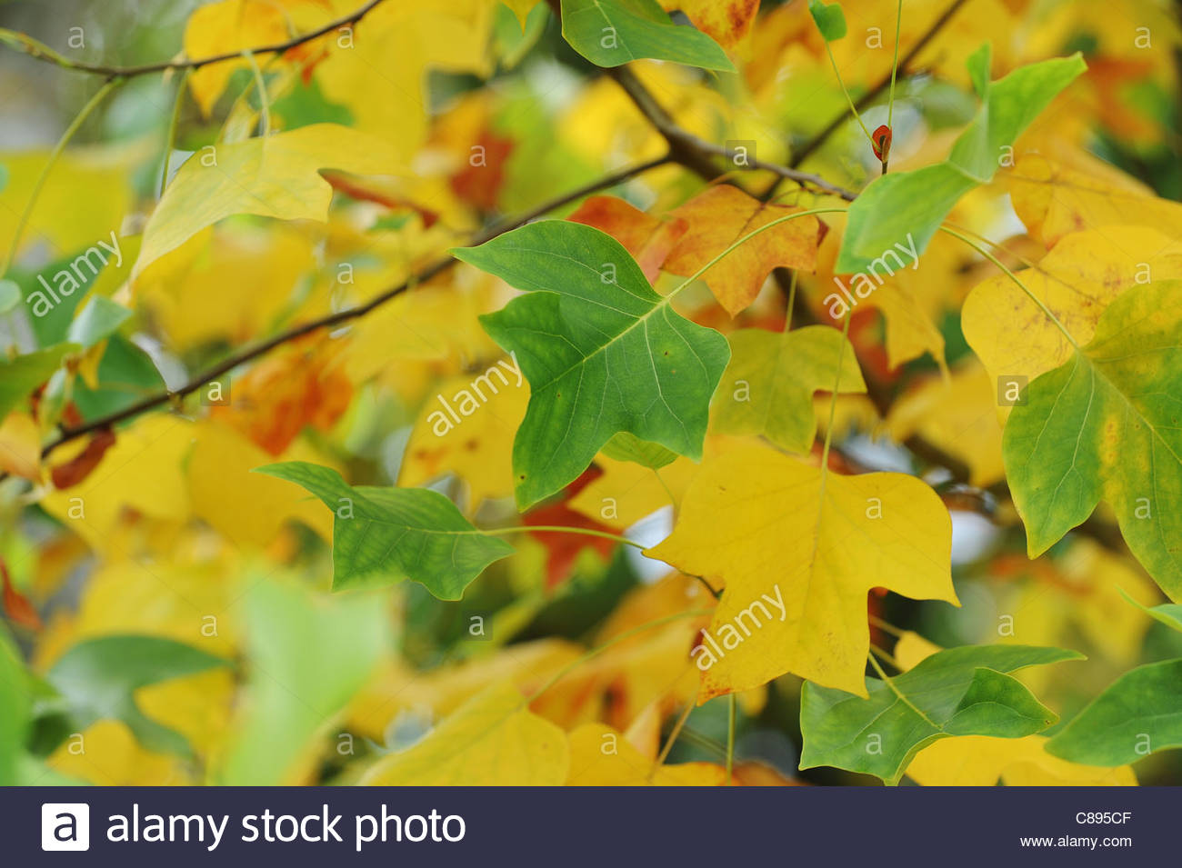 Liriodendron Tulipifera Tulip Tree Tuliptree Leaves Leaf Autumn Colours ...