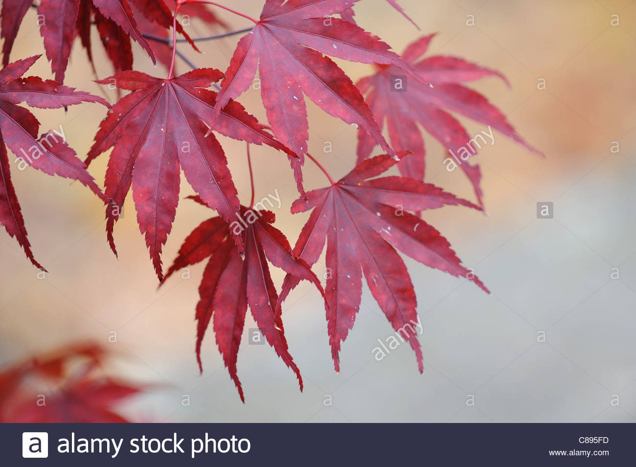 Moonfire High Resolution Stock Photography and Images - Alamy