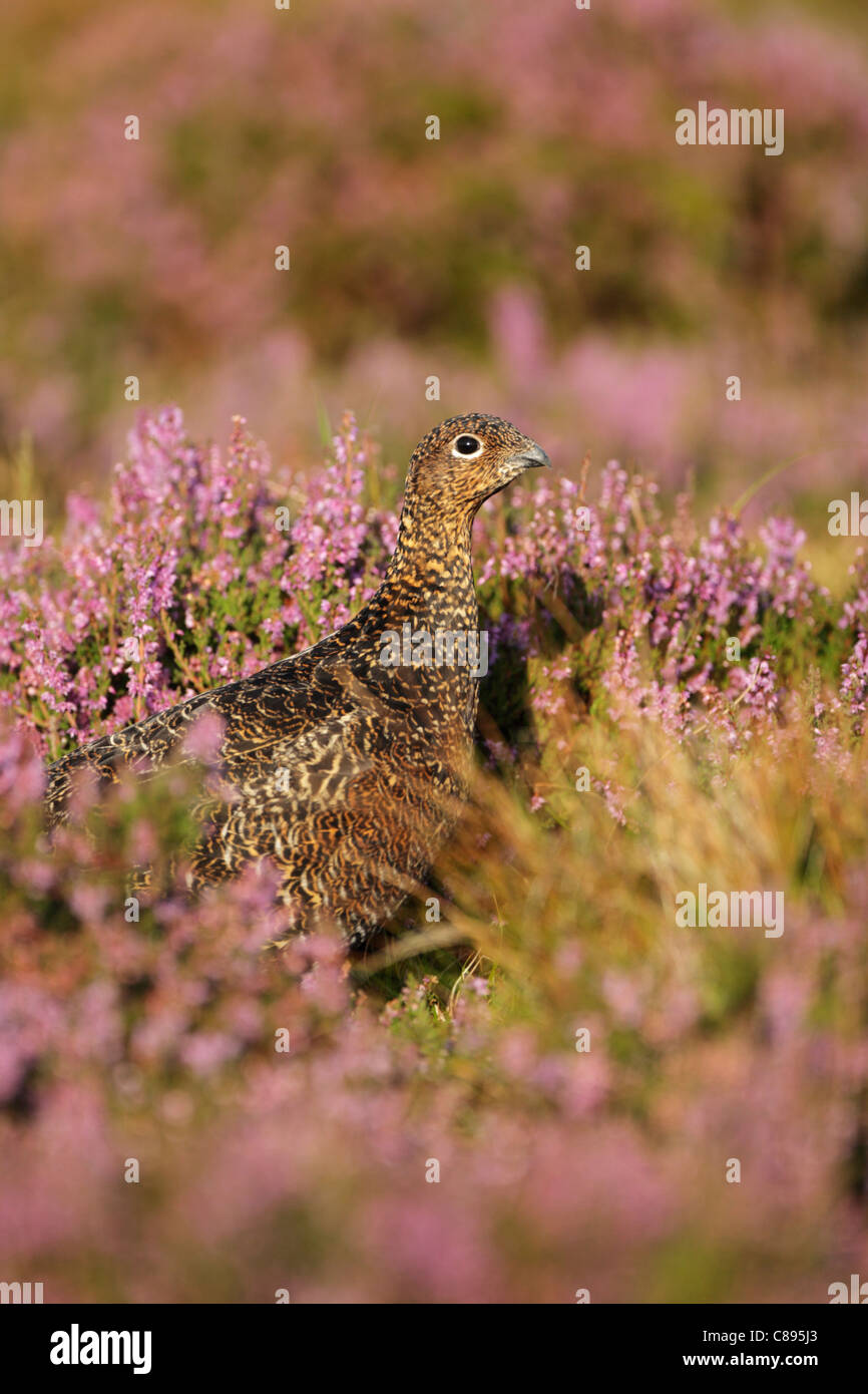 Grouse heather flower hi-res stock photography and images - Alamy