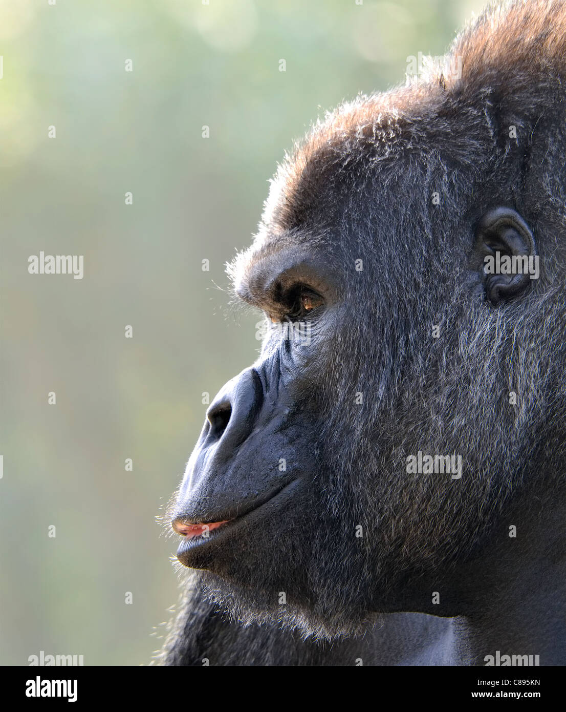 Gorilla profile hi-res stock photography and images - Alamy