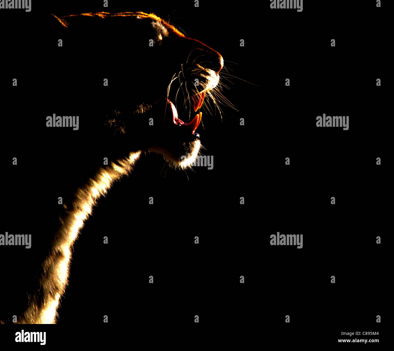 Silhouette of a tiger hi-res stock photography and images - Alamy