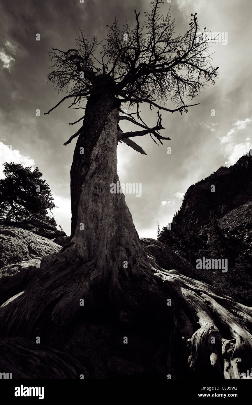 Black & white dead tree in prospective vision at Emerald Lake in Rocky ...