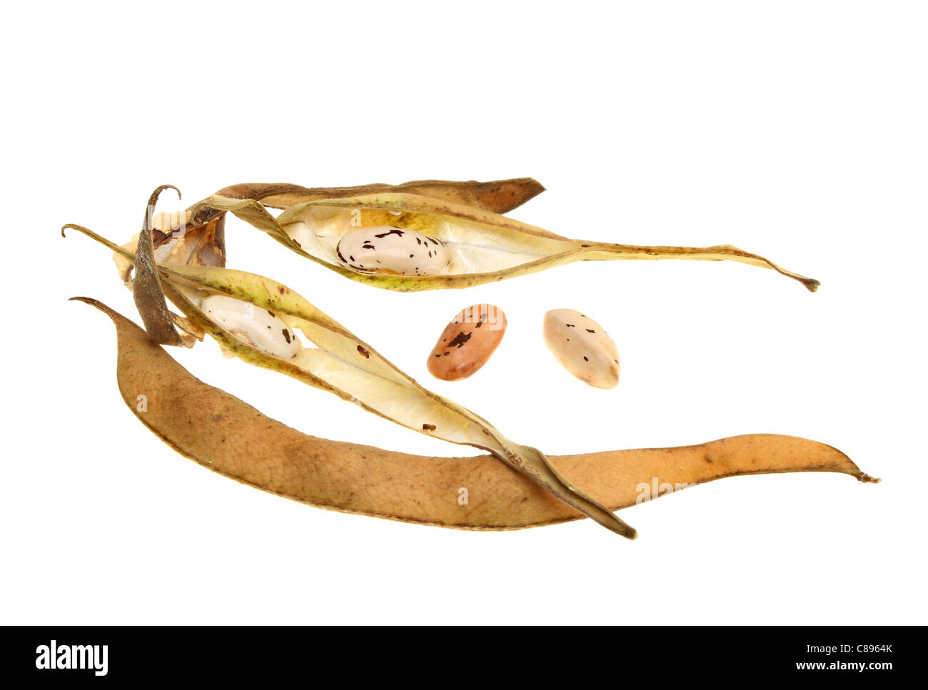 Curly seed pods Cut Out Stock Images & Pictures - Alamy