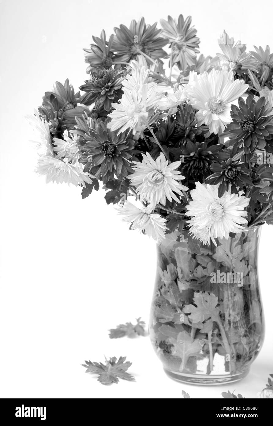 Green pink flowers plant Black and White Stock Photos & Images - Alamy