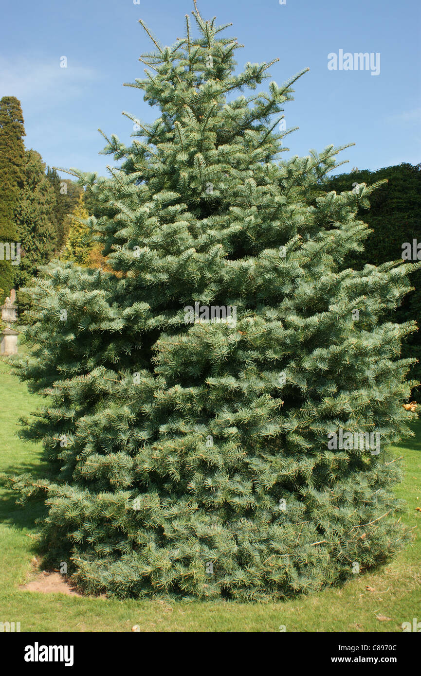 Abies concolor hi-res stock photography and images - Alamy