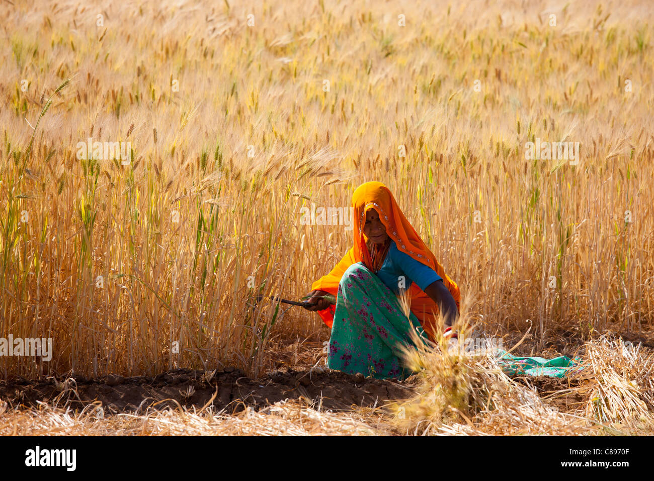 Barley crop being harvested by local agricultural workers in fields at ...