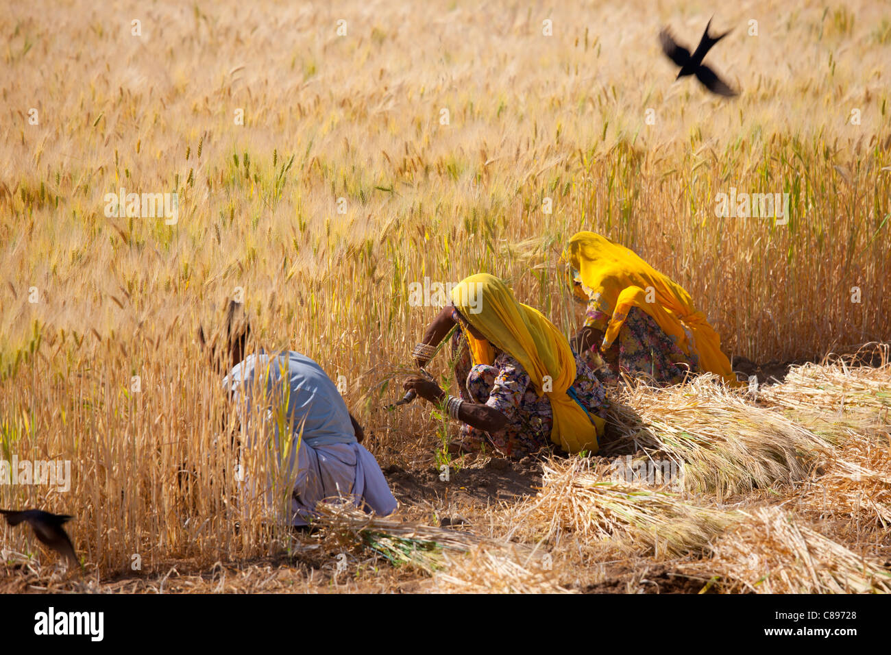Indian women working in the fields hi-res stock photography and images ...