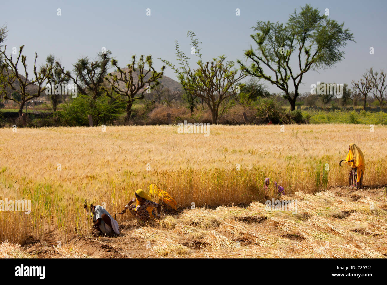 Old barley harvesting method hi-res stock photography and images - Alamy