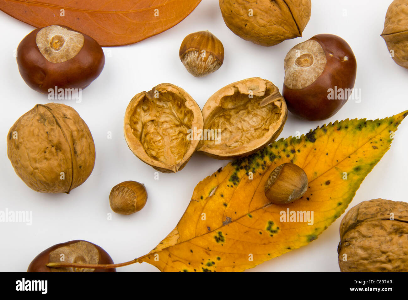 Hazelnut leave hi-res stock photography and images - Alamy