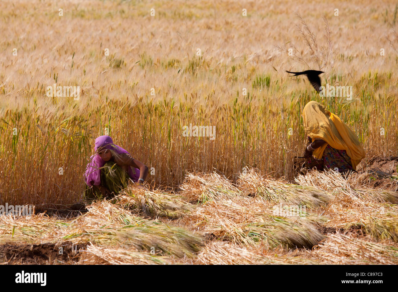 Barley crop being harvested by local agricultural workers in fields at ...
