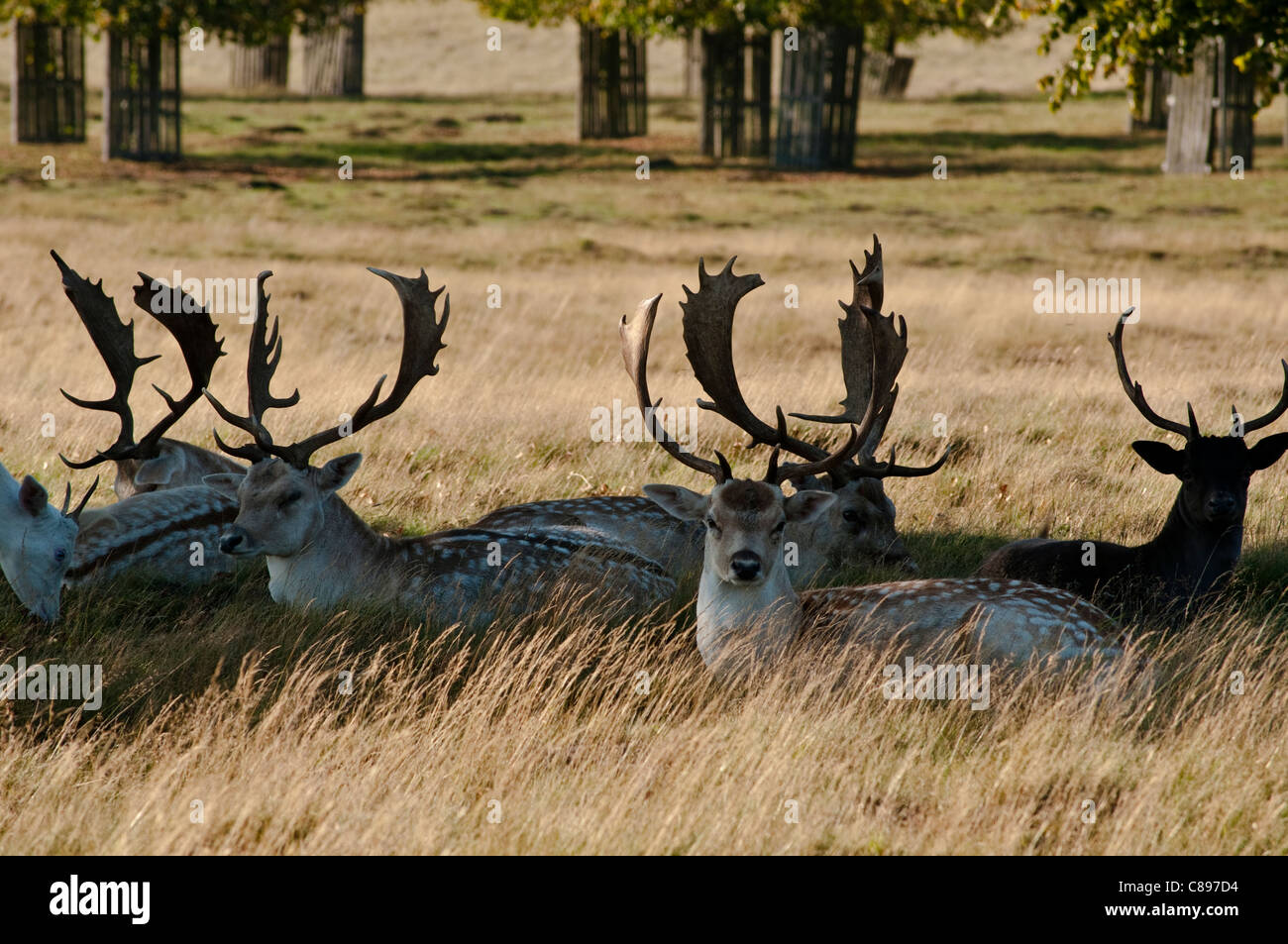 Fallow deer resting hi-res stock photography and images - Alamy