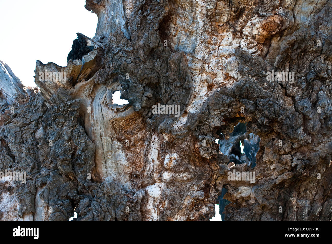 Medieval oak tree believed to be over 750 years old, also known as ...