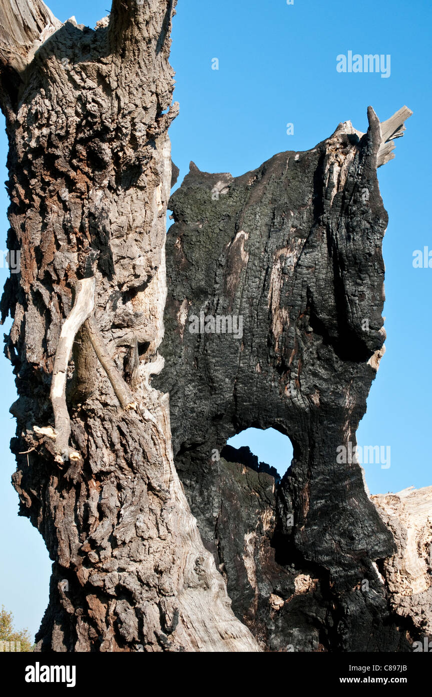 Medieval oak tree believed to be over 750 years old, also known as ...