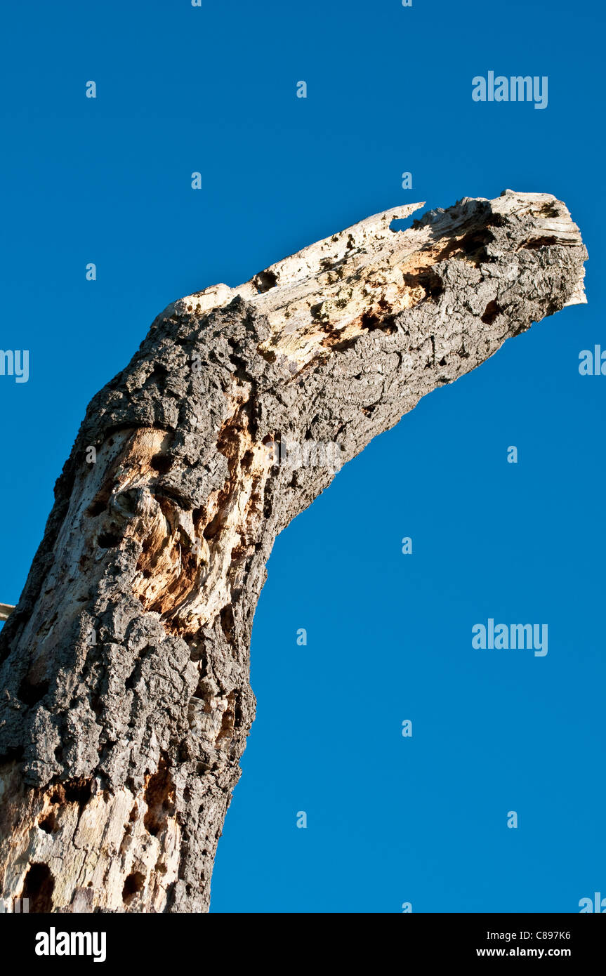 Medieval oak tree believed to be over 750 years old, also known as ...