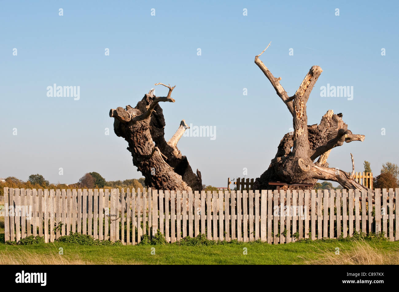 Medieval oak tree believed to be over 750 years old, also known as ...