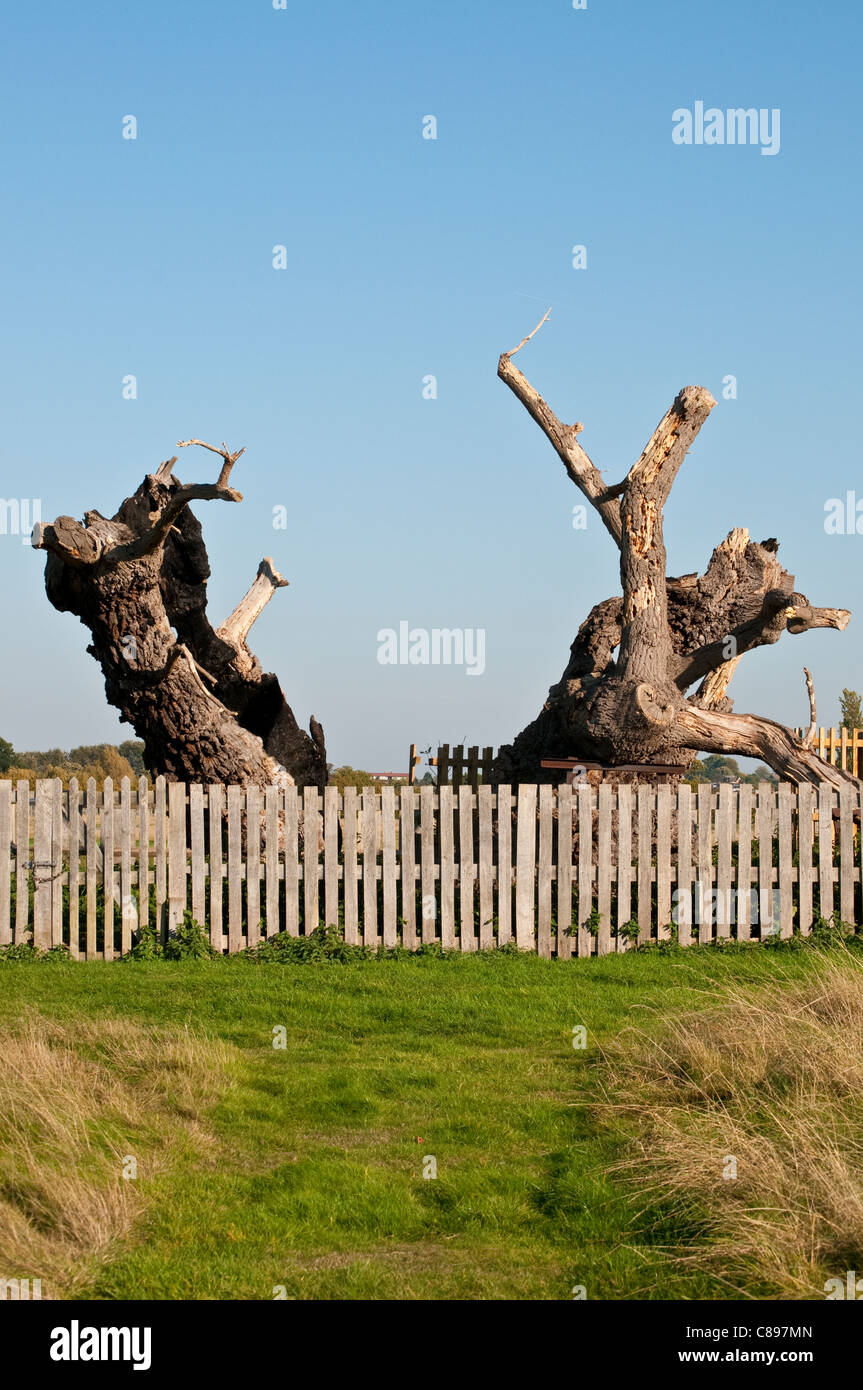 Medieval oak tree believed to be over 750 years old, also known as ...