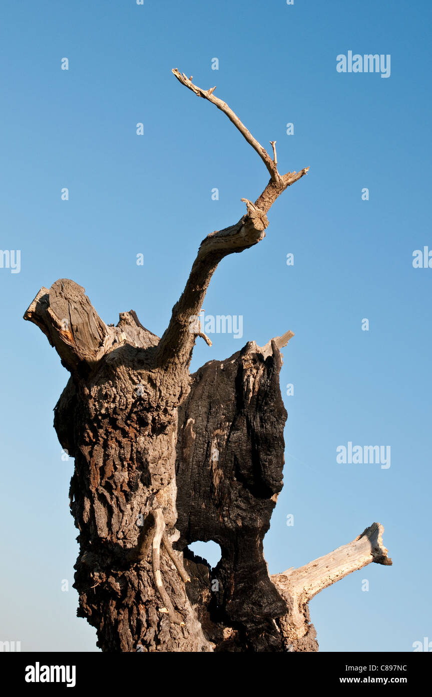 Oak tree uk september hi-res stock photography and images - Alamy