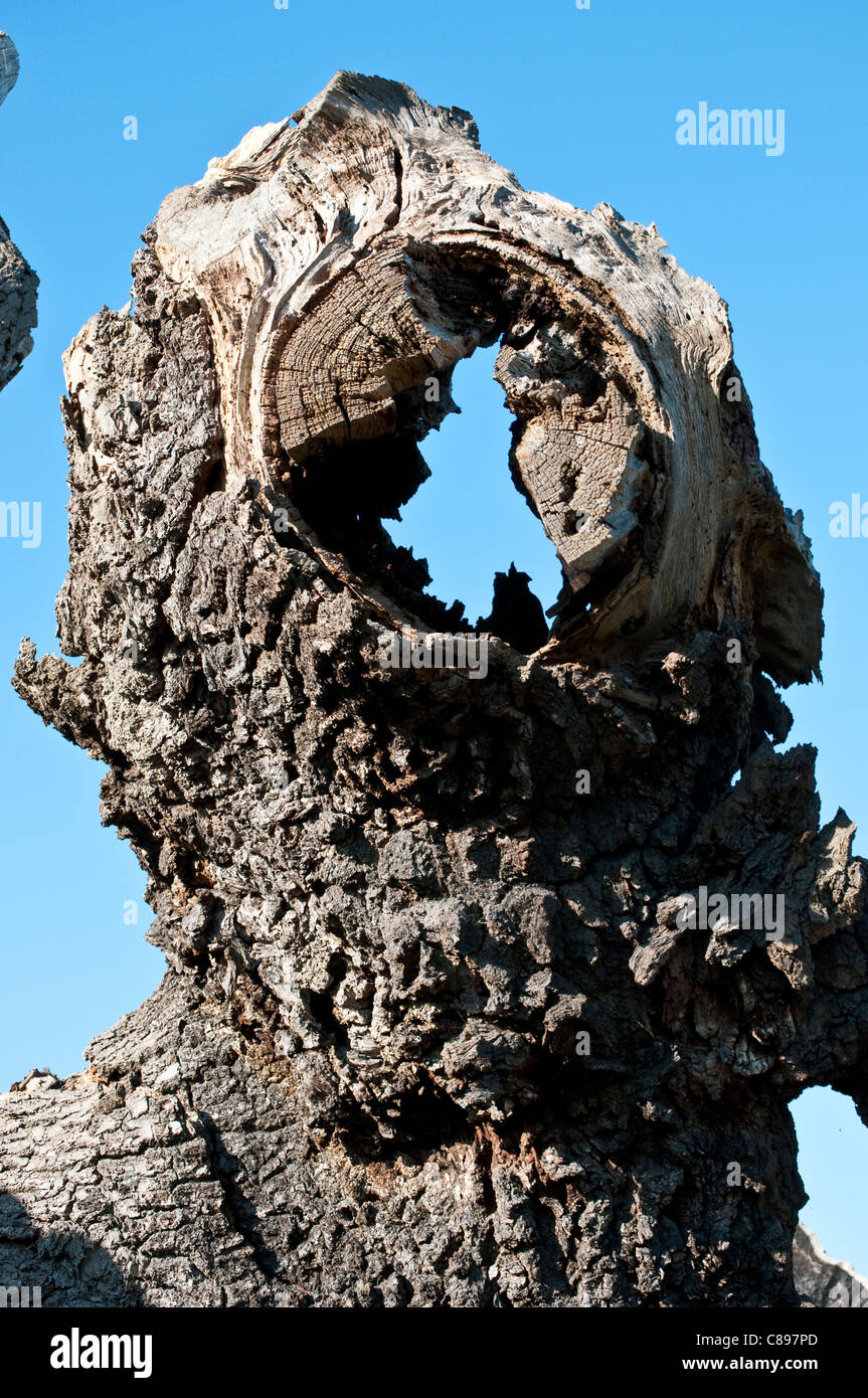 Medieval oak tree believed to be over 750 years old, also known as ...