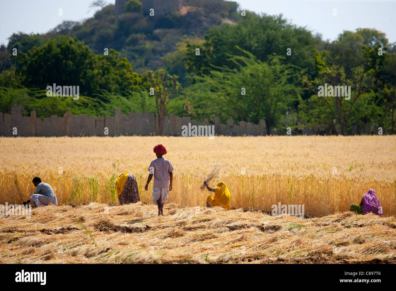 Barley crop being harvested by local agricultural workers watched by ...