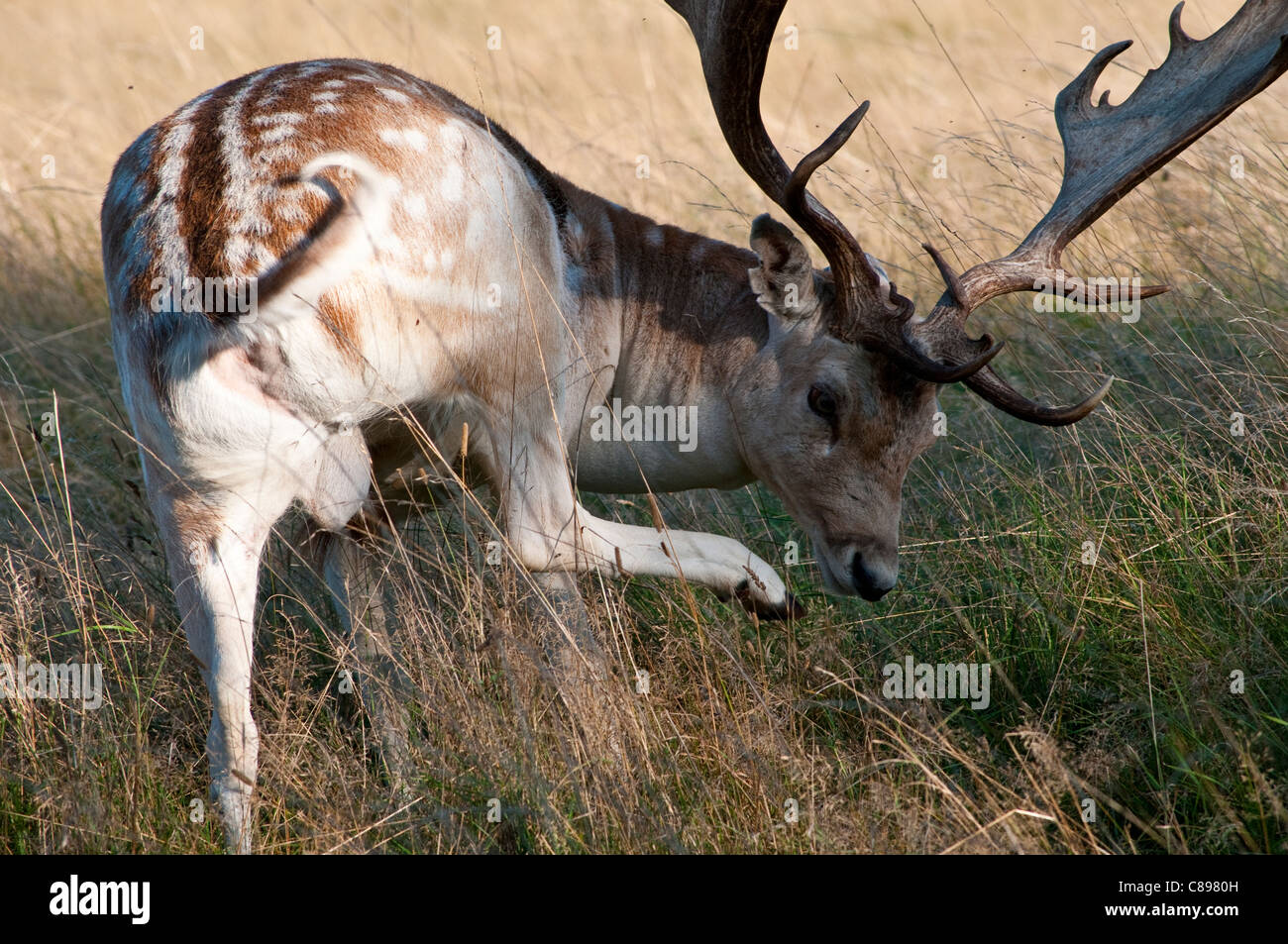Animal scratching hi-res stock photography and images - Alamy