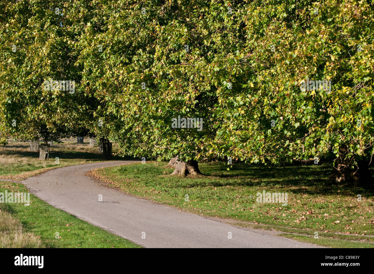 Huge plane tree hi-res stock photography and images - Alamy