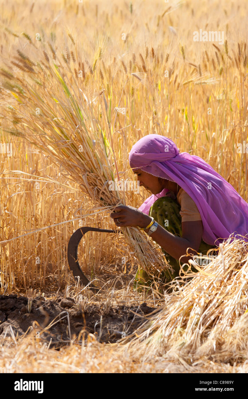 Barley crop being harvested by local agricultural worker in fields at ...