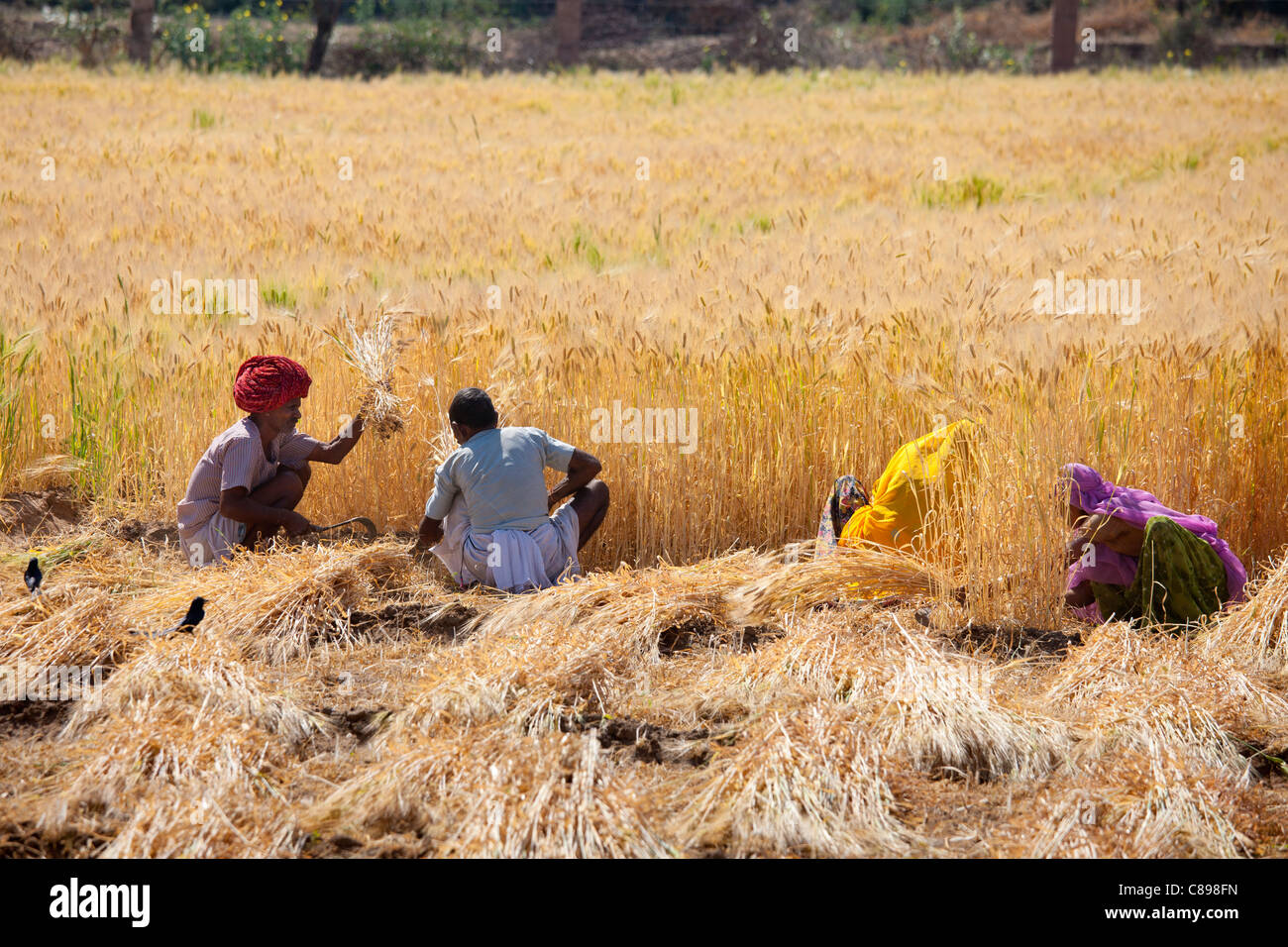 Farmer crop india hi-res stock photography and images - Alamy
