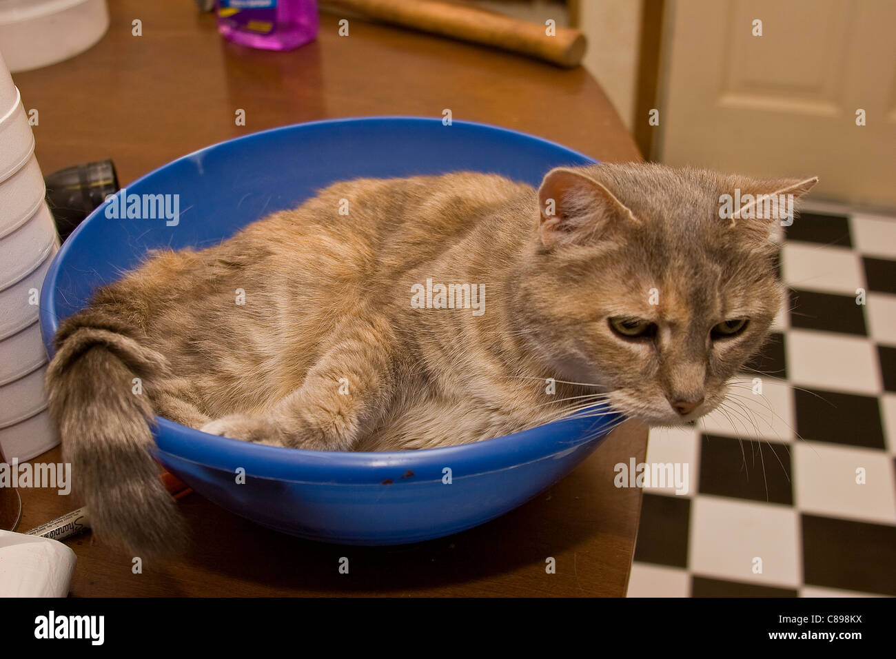 Cat laying in large bowl Stock Photo - Alamy