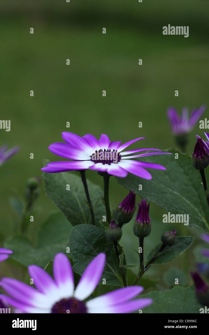 Senetti Stock Photos & Senetti Stock Images - Alamy