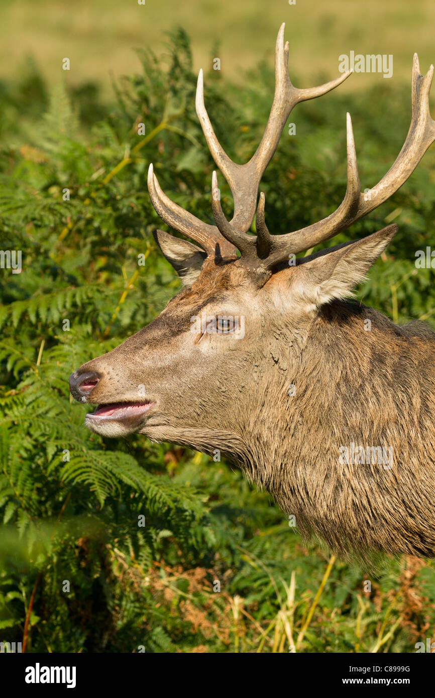 Dear stag store