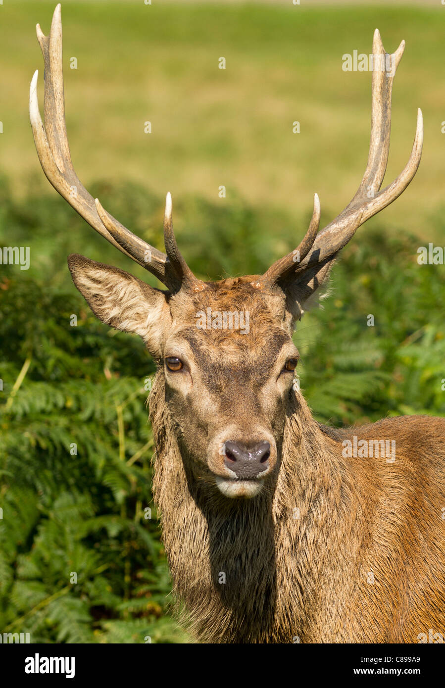 Front three quarter view of a stag showing antlers Stock Photo - Alamy