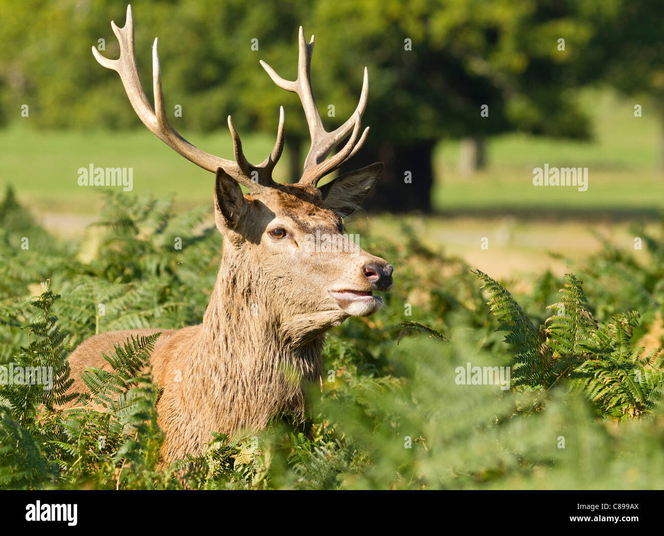 A three quarter view of a red deer stag Stock Photo - Alamy