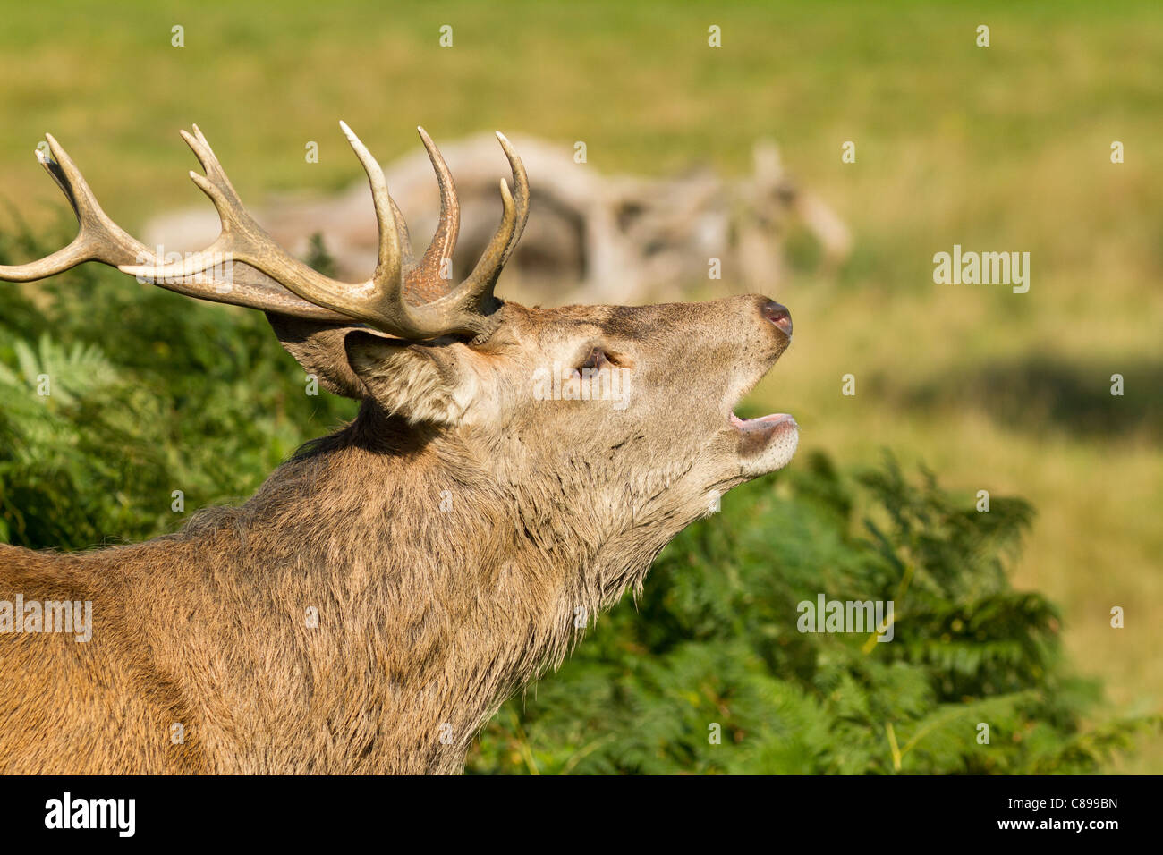 A side view head shot of a stag Stock Photo - Alamy