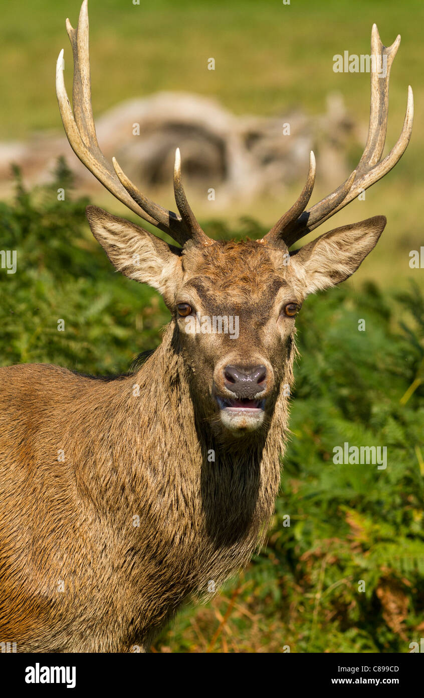 A head shot looking at camera showing a stag with antlers Stock Photo ...