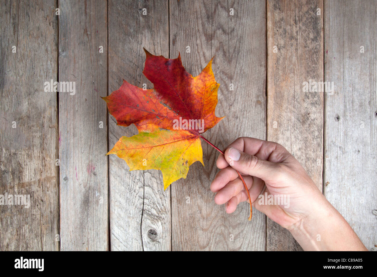 Autumn leaf hand hi-res stock photography and images - Alamy
