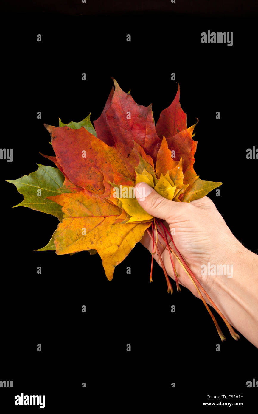 Autumn leaves in a hand with black background Stock Photo - Alamy