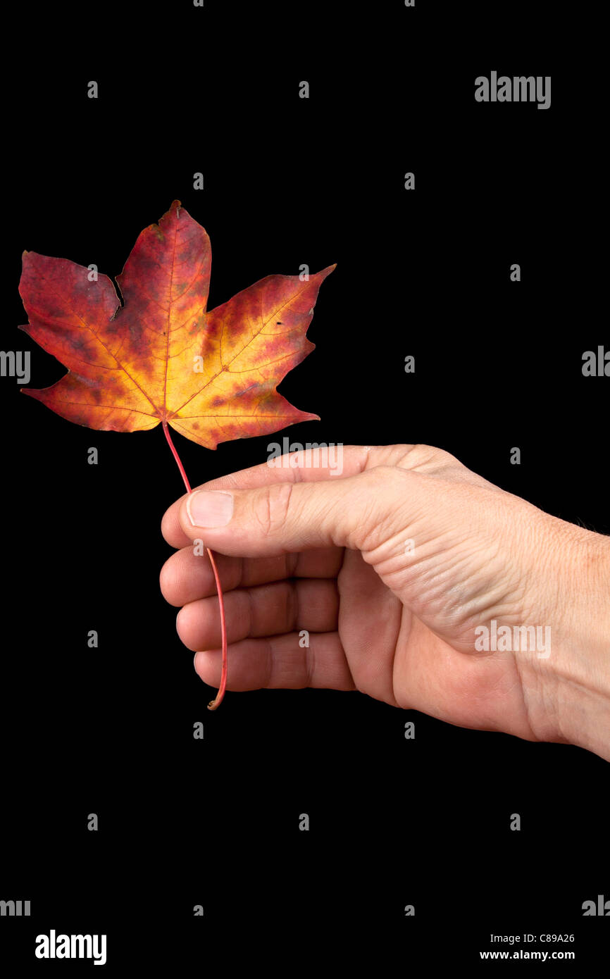 Autumn leaves in a hand with black background Stock Photo - Alamy