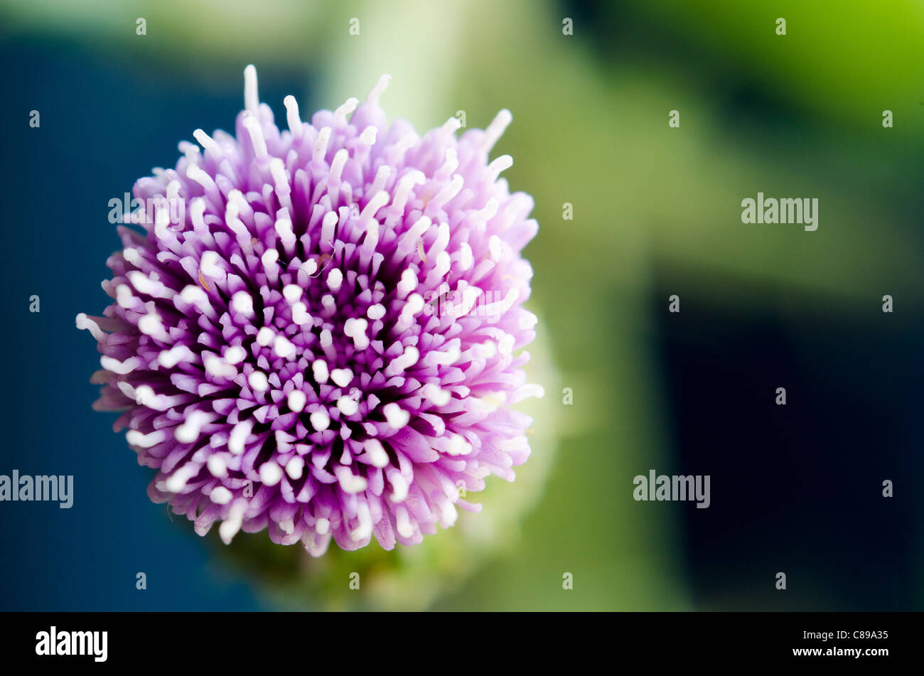 Desert thistle pink wild flower Stock Photo - Alamy