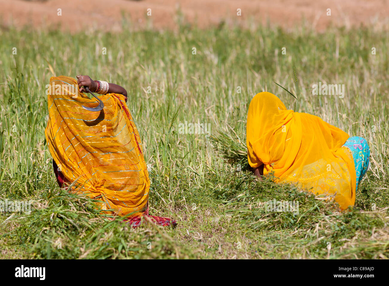 Lucerne crop being gathered for animal forage by local agricultural ...