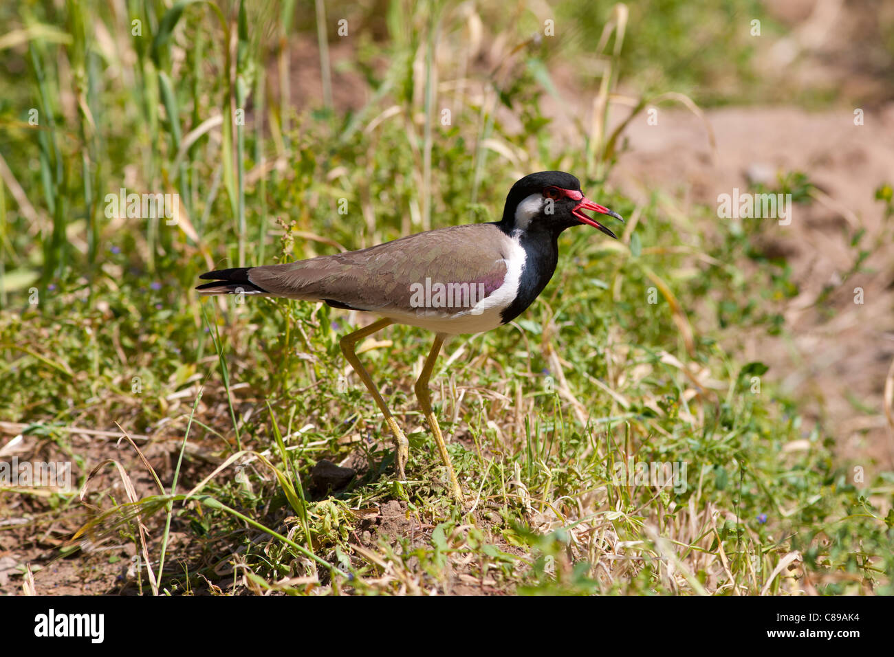 Native bird hi-res stock photography and images - Alamy